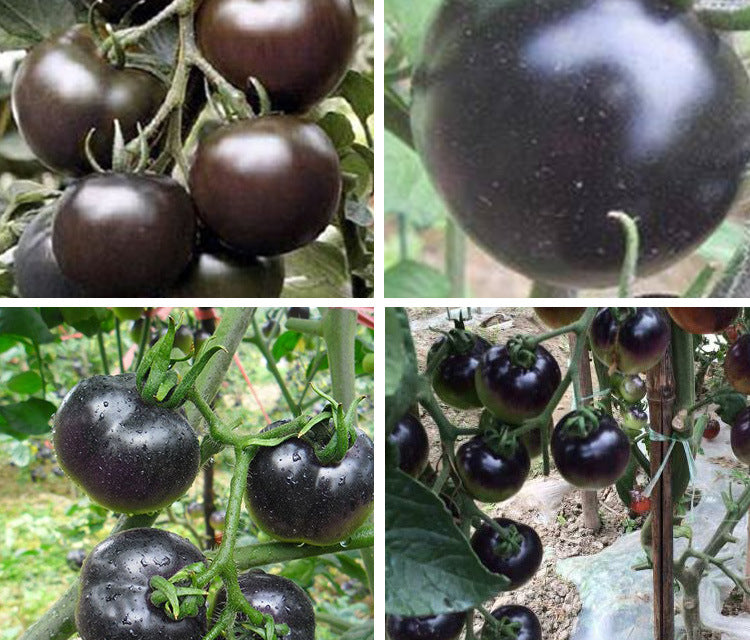 Black Pearl Tomato Seeds – Seeds Connect