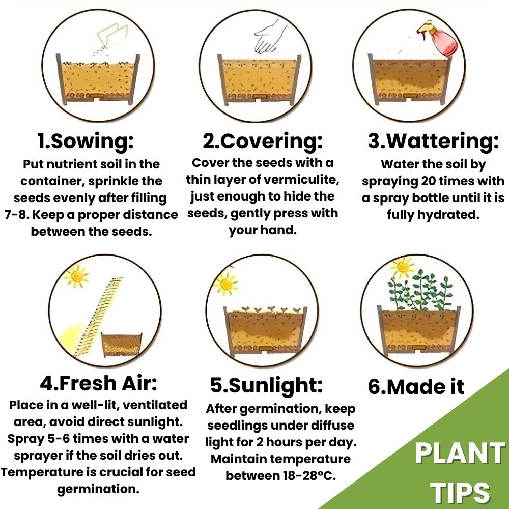 Mixed Wild Flower Seeds – Seeds Connect