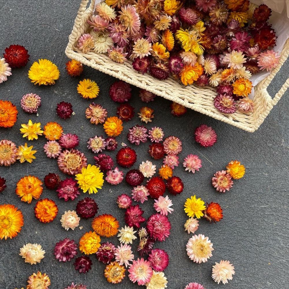 Strawflower Seeds (Mix) – Seeds Connect
